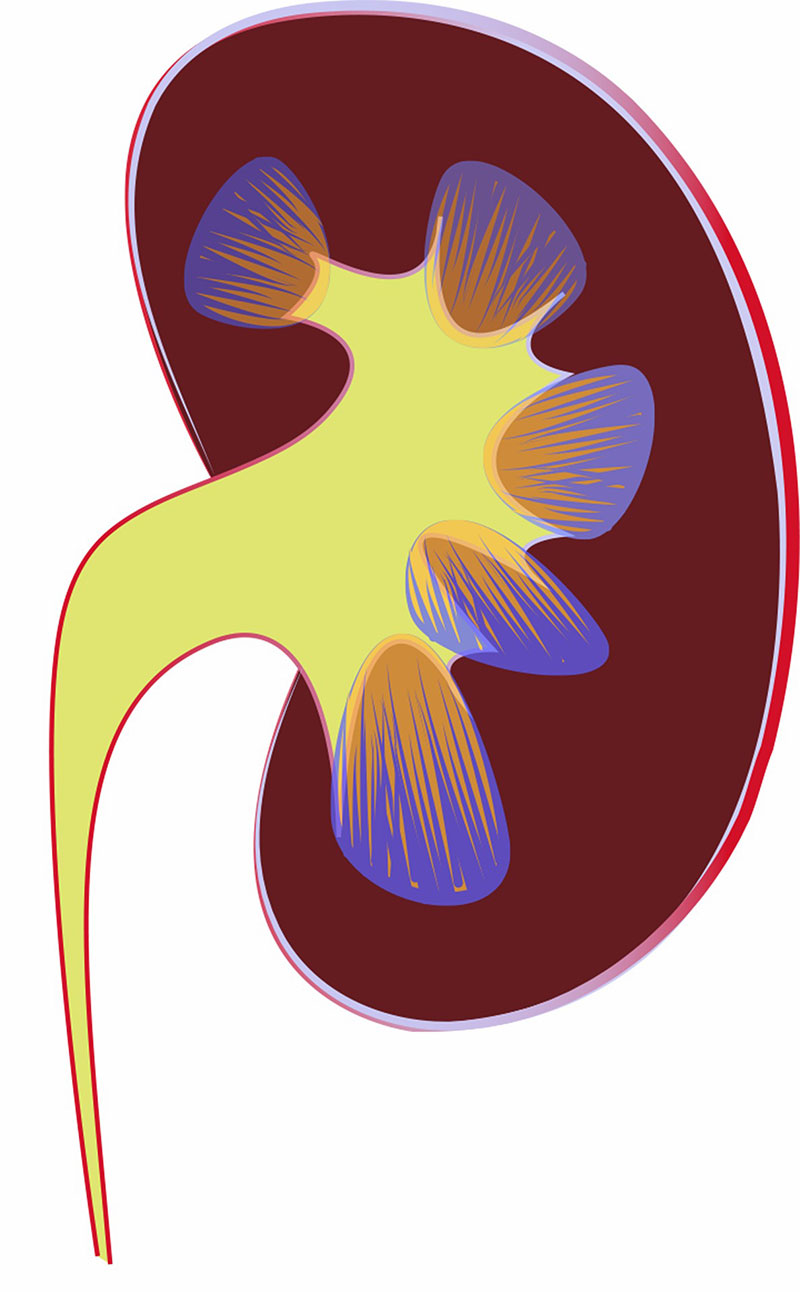 10 ways to get a healthy Kidney - Garden infograph
