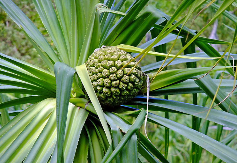 Hala Fruit | Health Benefits of Hala Fruit | Pandanus Tectorius ...