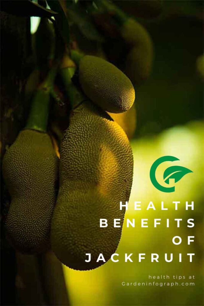 Health benefits of jackfruit - Garden infograph