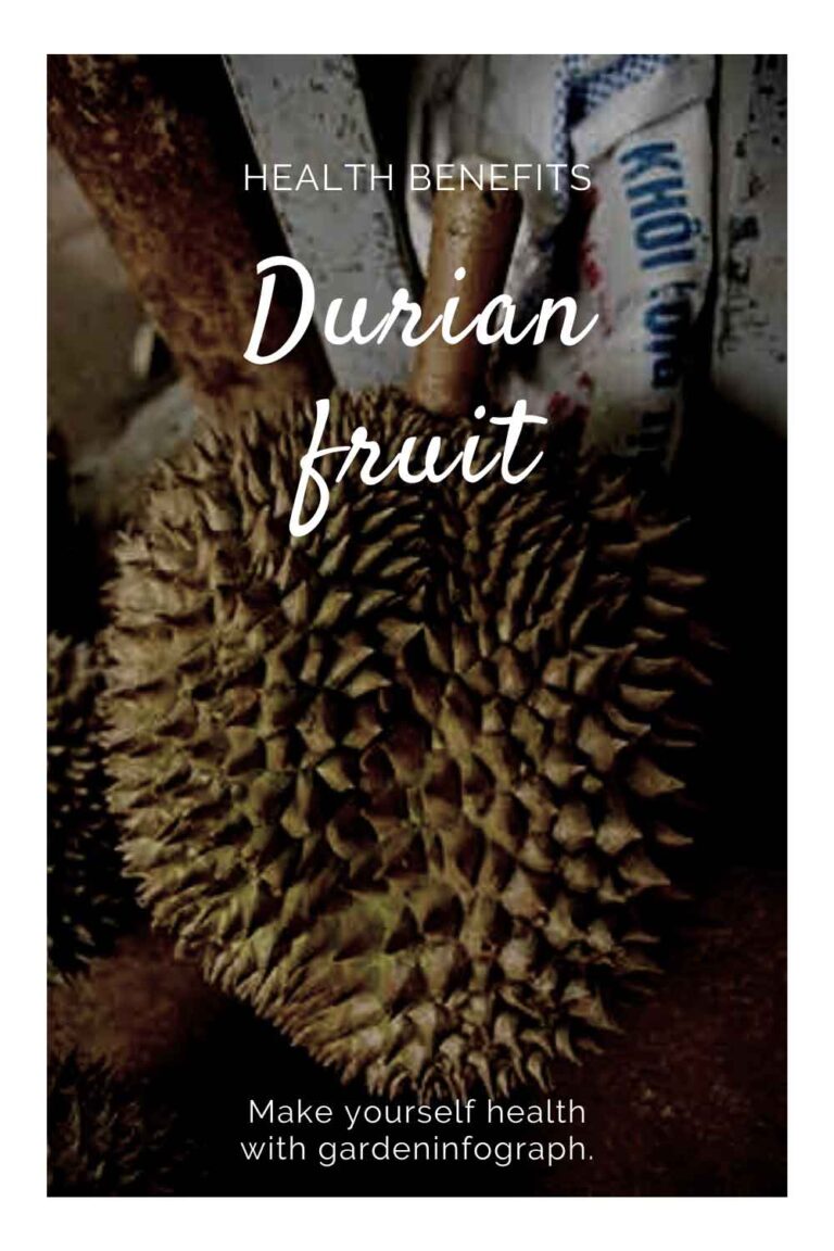 Durian fruit: Health benefits - Garden infograph