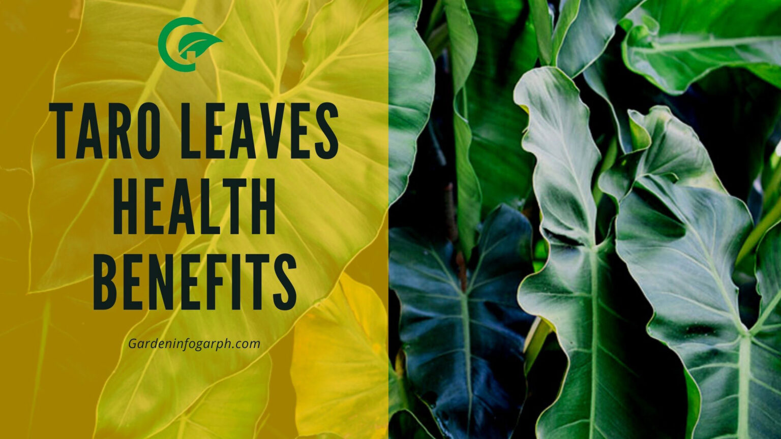 Taro leaves health benefits - Garden infograph